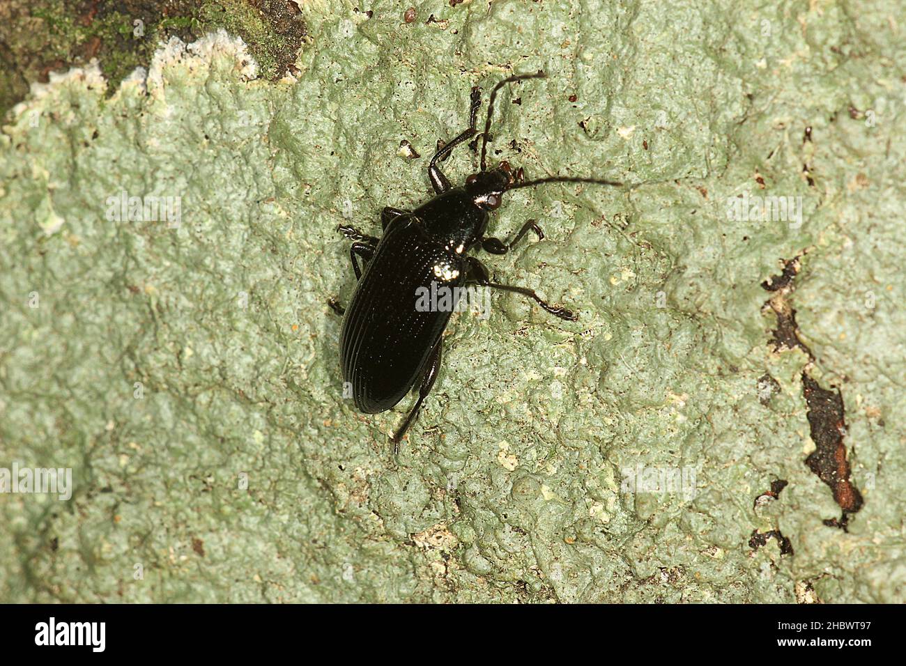Comb-clawed darkling beetle (Tanychilus sophorae Stock Photo - Alamy