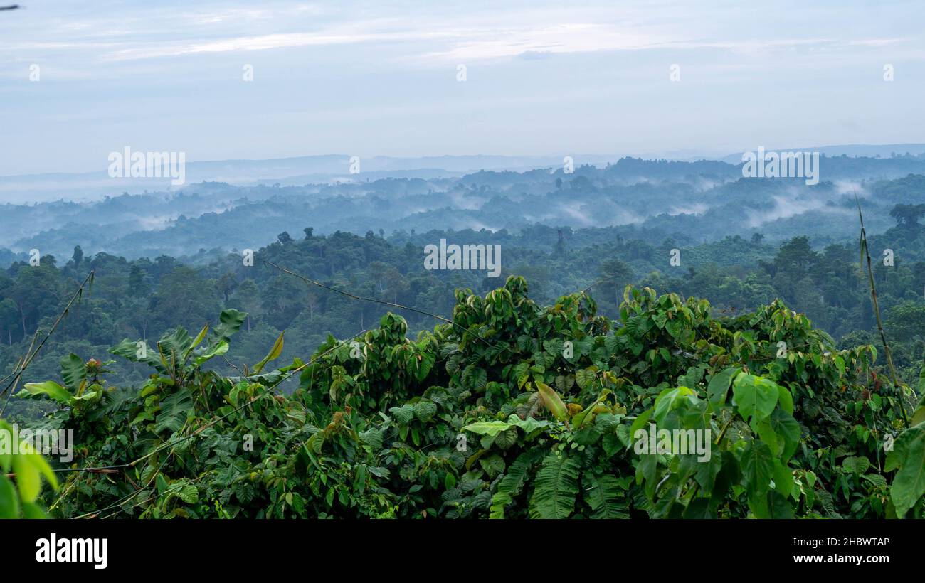 Beautiful landscape of Borneo tropical rainforest in the morning. Misty ...