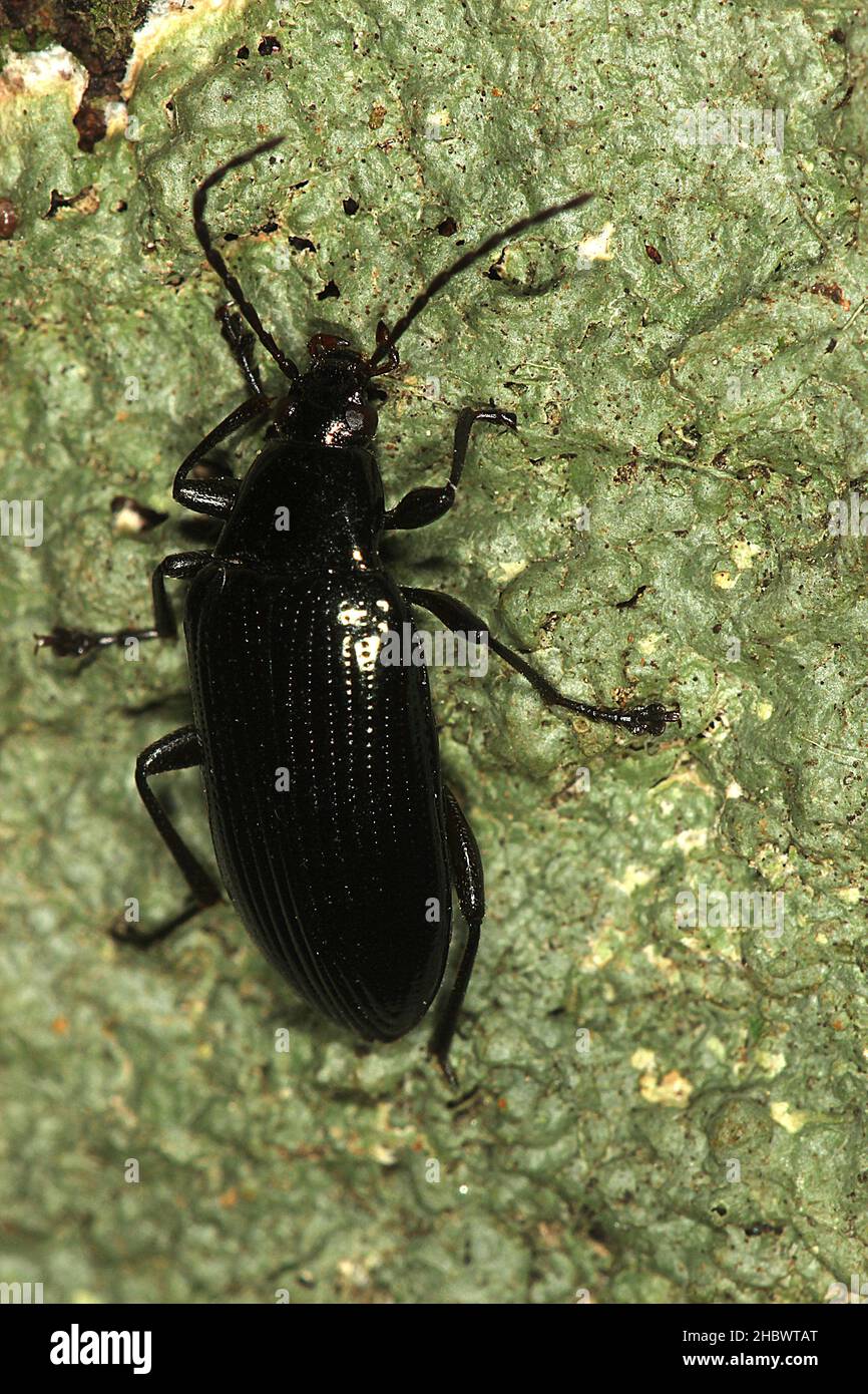 Comb-clawed darkling beetle (Tanychilus sophorae Stock Photo - Alamy
