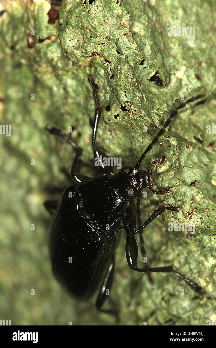 Comb-clawed darkling beetle (Tanychilus sophorae Stock Photo - Alamy