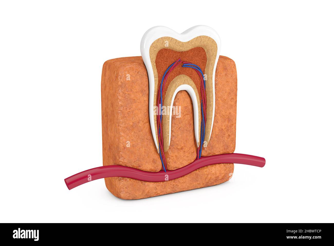 Anatomy and Structure of Human Tooth on a white background. 3d ...