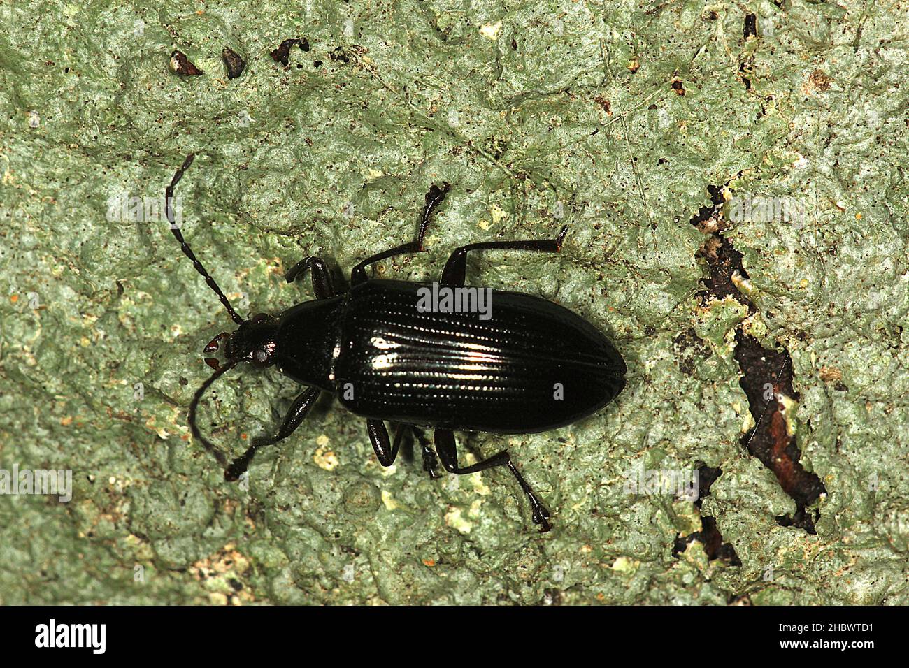 Comb-clawed darkling beetle (Tanychilus sophorae Stock Photo - Alamy