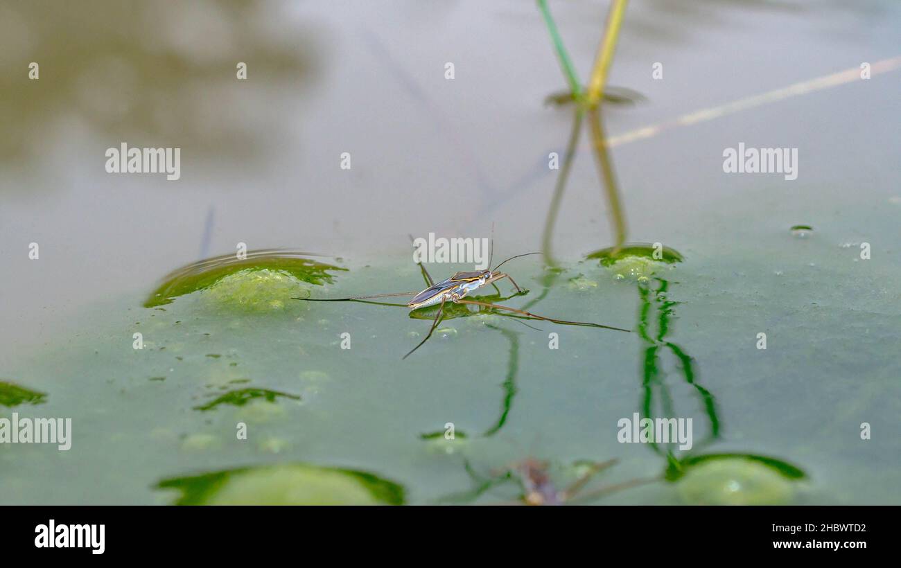 Water strider walking hi-res stock photography and images - Alamy