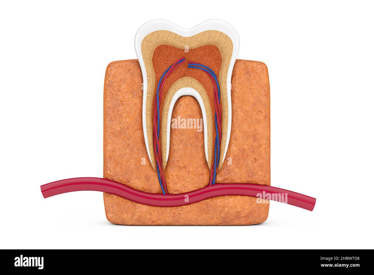 Anatomy and Structure of Human Tooth on a white background. 3d ...