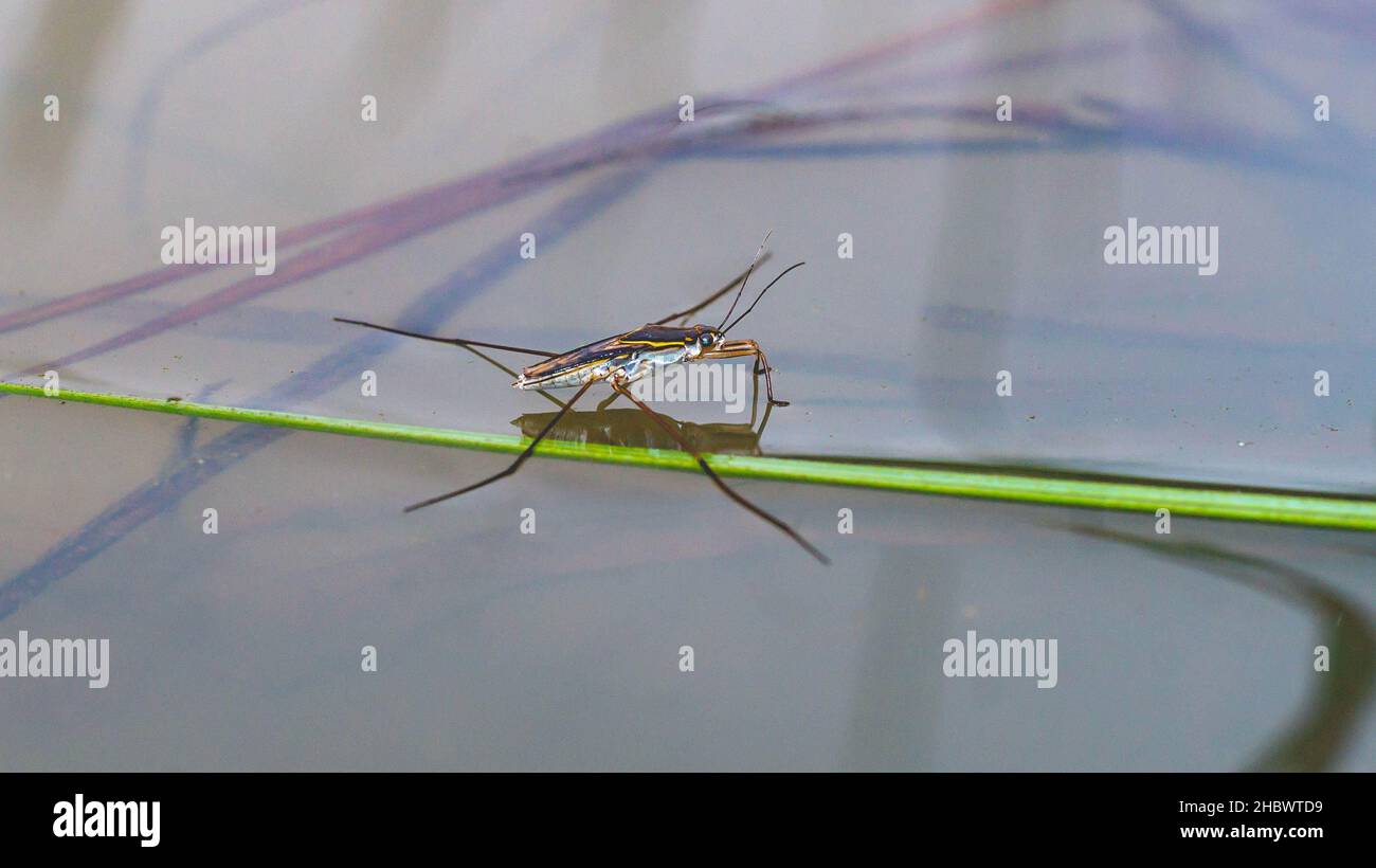 Borneo common water strider on the pond Stock Photo - Alamy