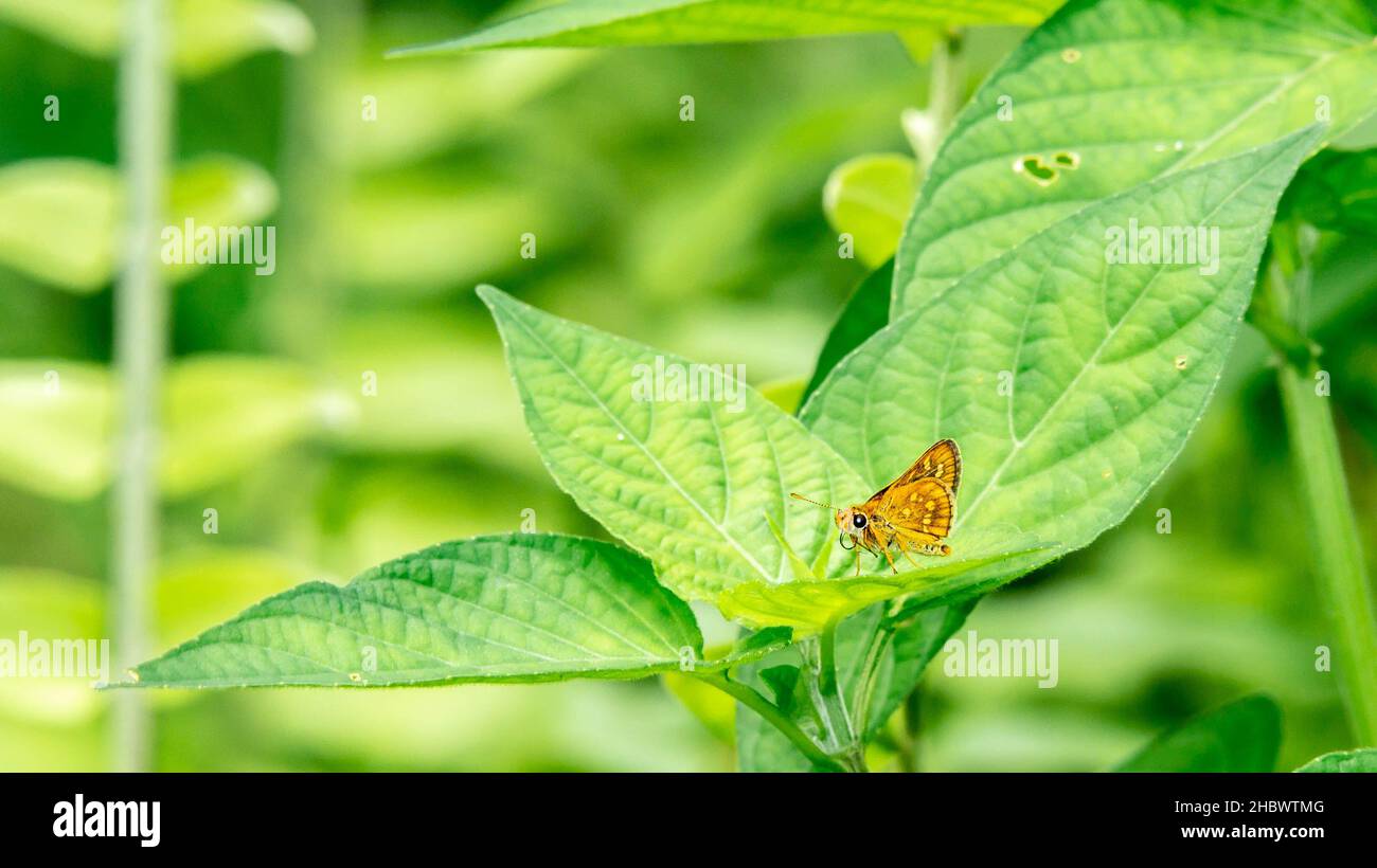 Lesser dart butterfly hi-res stock photography and images - Alamy