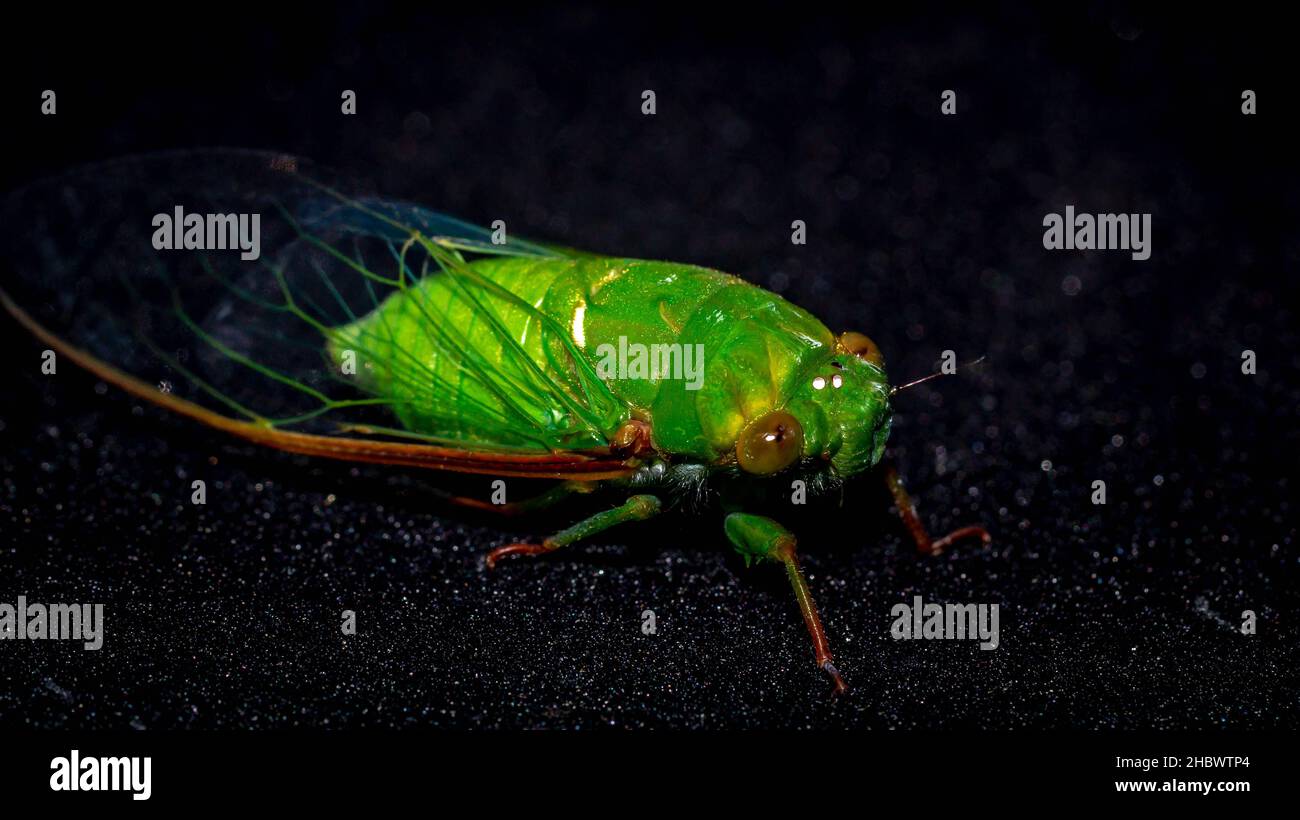 Closeup of Borneo green grocer with dark background Stock Photo - Alamy
