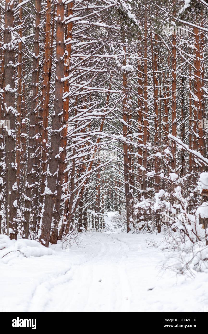 A walk through the winter forest. Beautiful winter landscape Stock ...