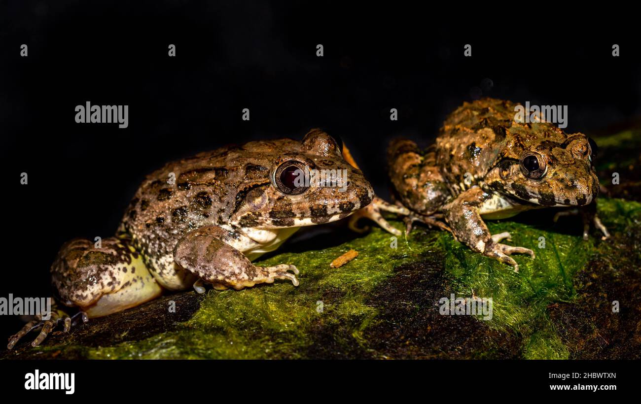A pair of Fejervarya limnovaris, Asian grass frog Stock Photo - Alamy