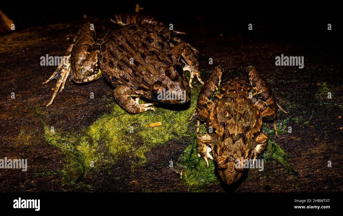 A pair of Fejervarya limnovaris, Asian grass frog Stock Photo - Alamy