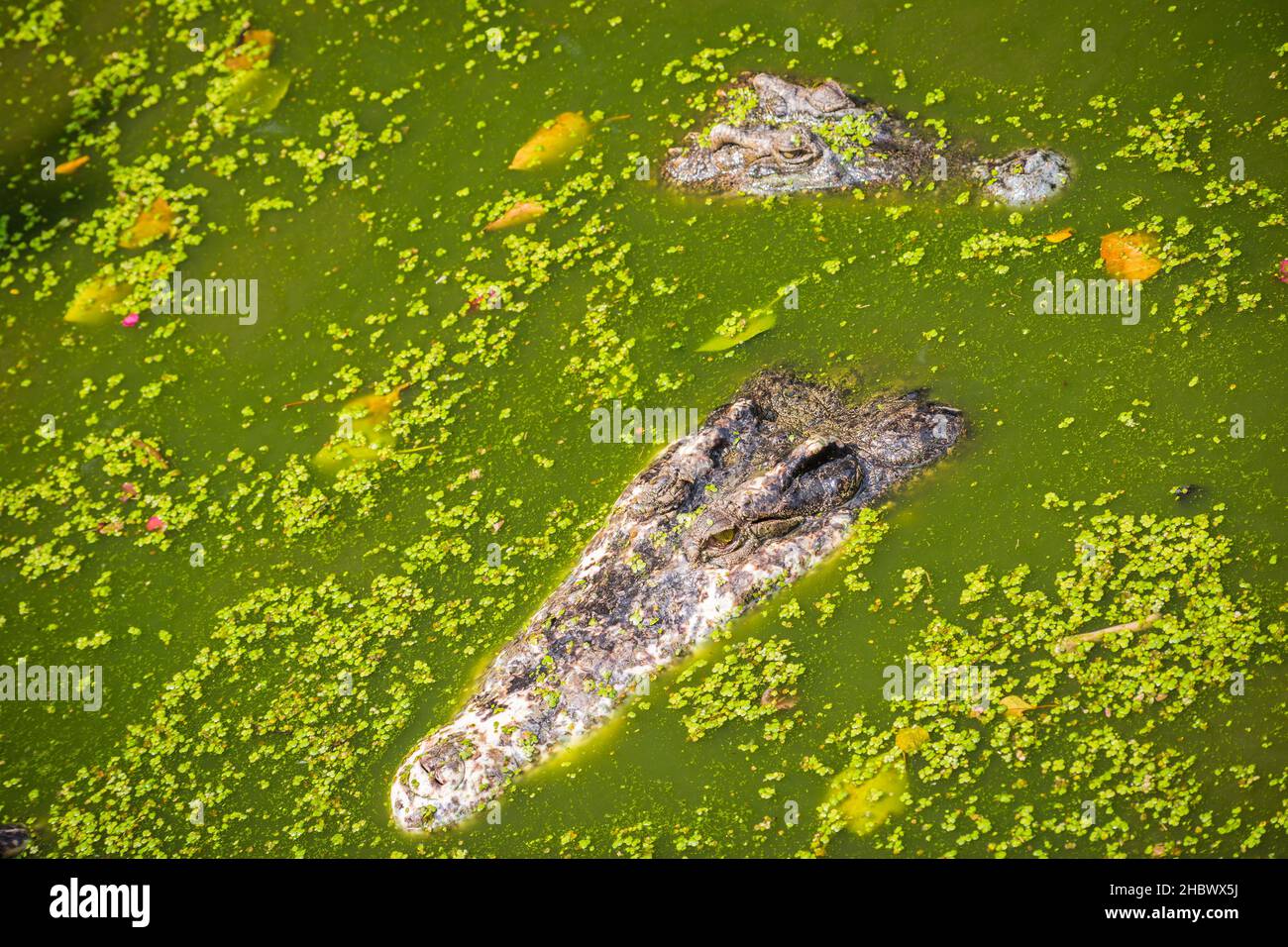Crocodile head floating in water Looking for prey Stock Photo - Alamy