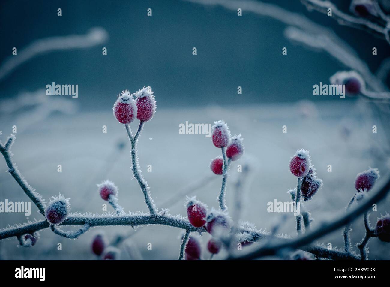 Frozen briar covered ice hi-res stock photography and images - Alamy