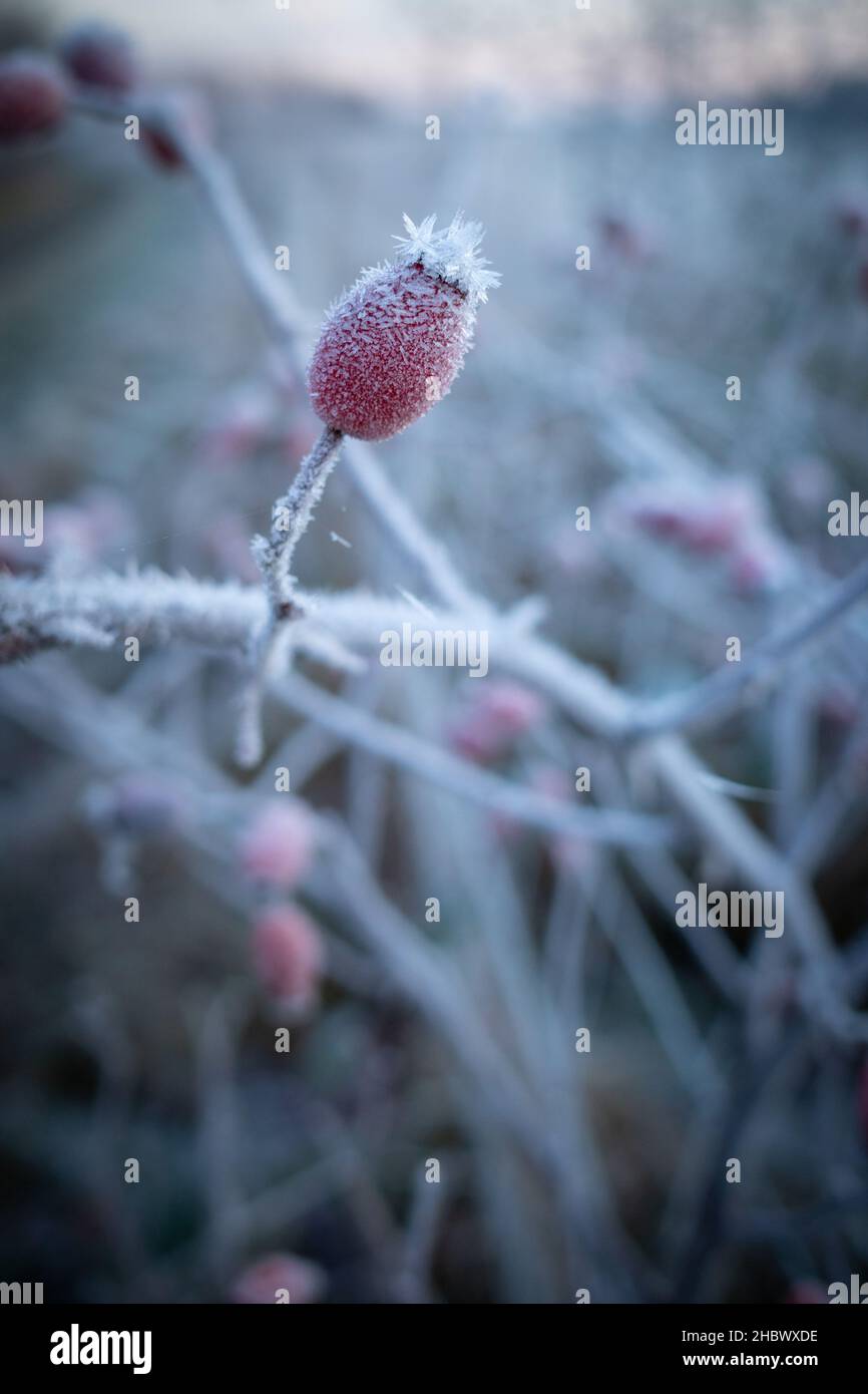 Frozen briar covered ice hi-res stock photography and images - Alamy