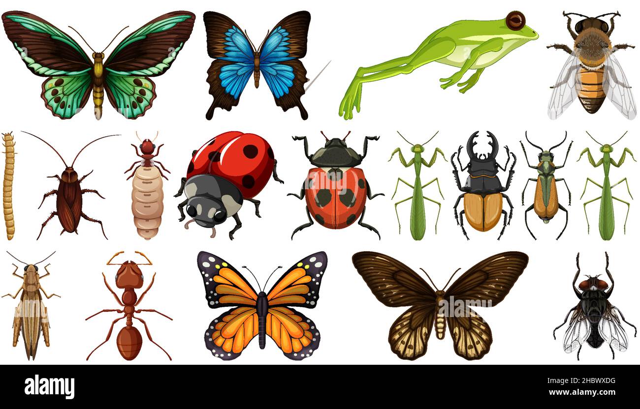 Different insects collection isolated on white background illustration ...