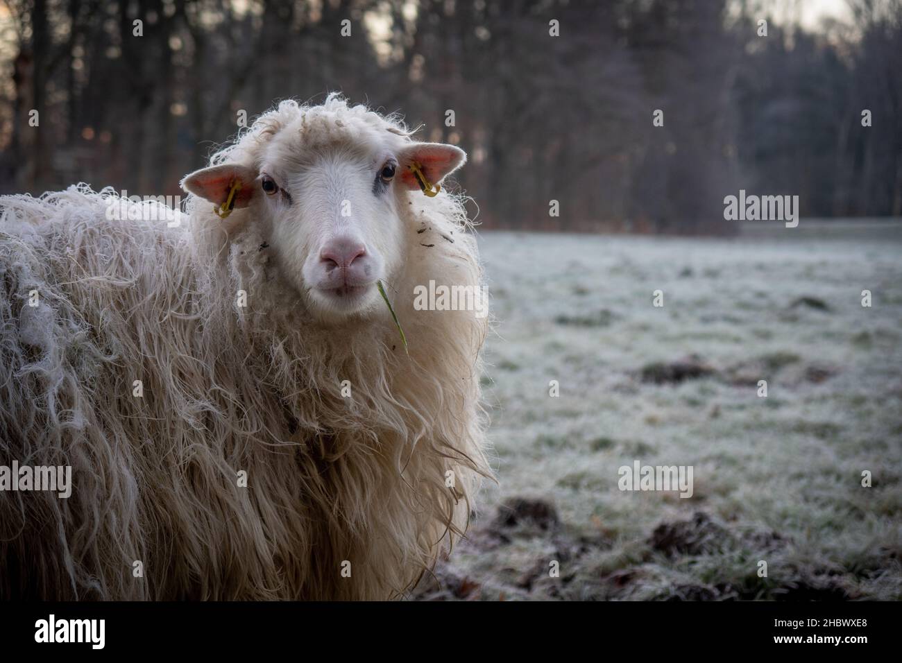 white sheep stands on a frosty meadow and looks into the camera Stock ...