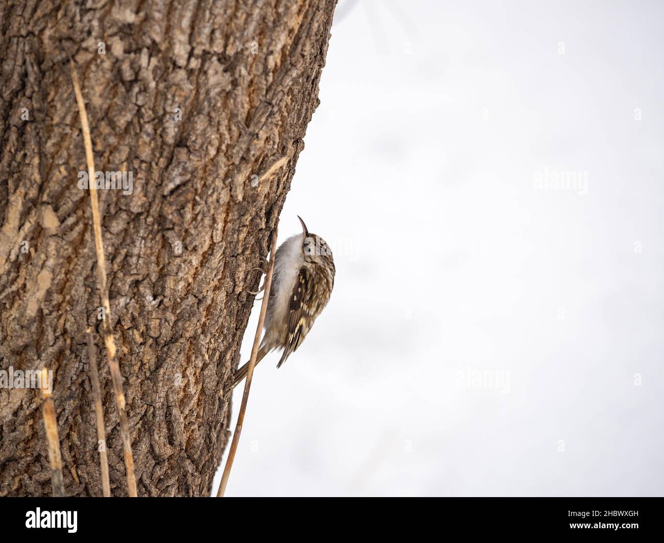 Little bird Eurasian treecreeper crawling on a tree. Cute interesting ...