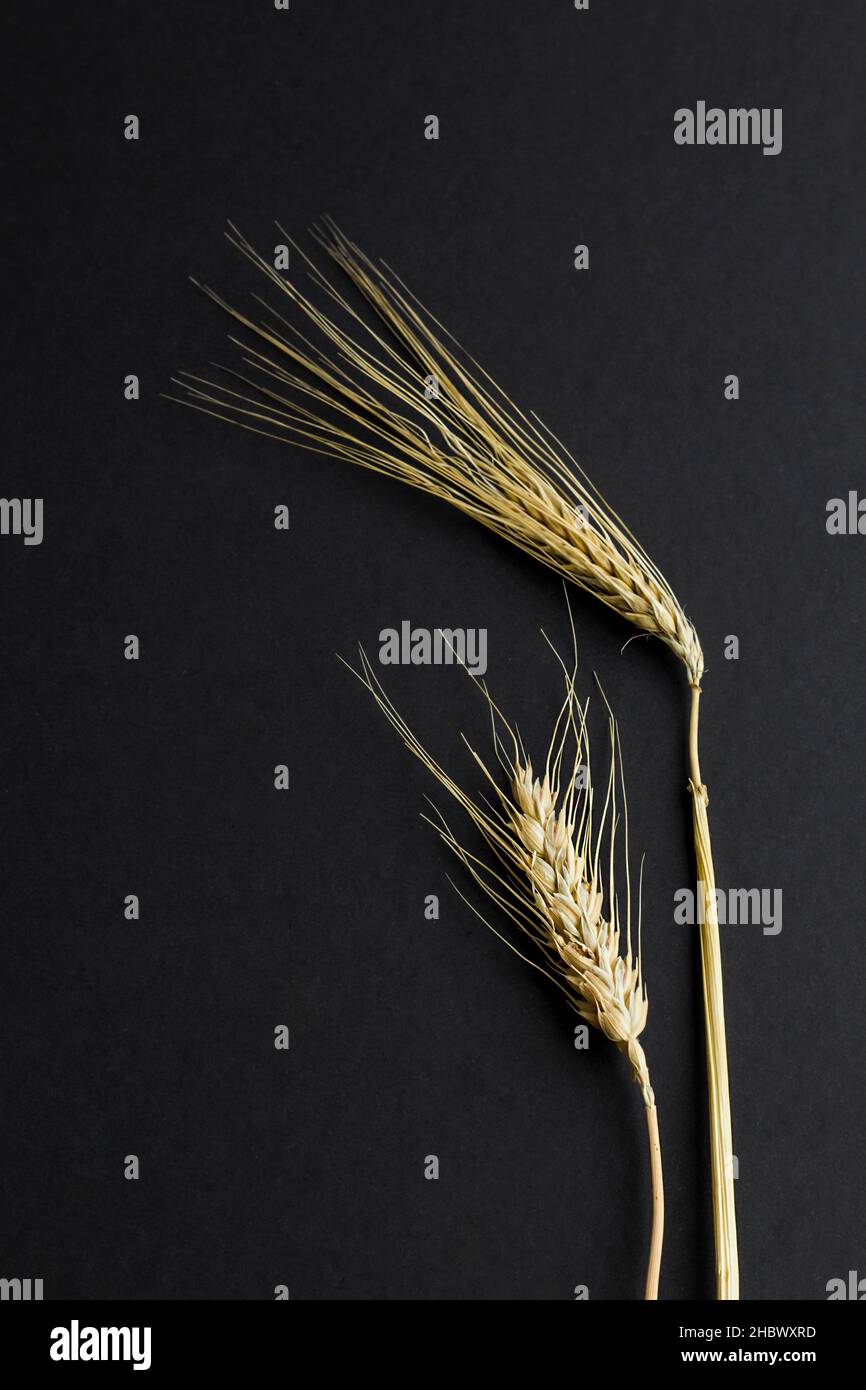 Two Barley heads on the black background,flat layout.Vertical images ...