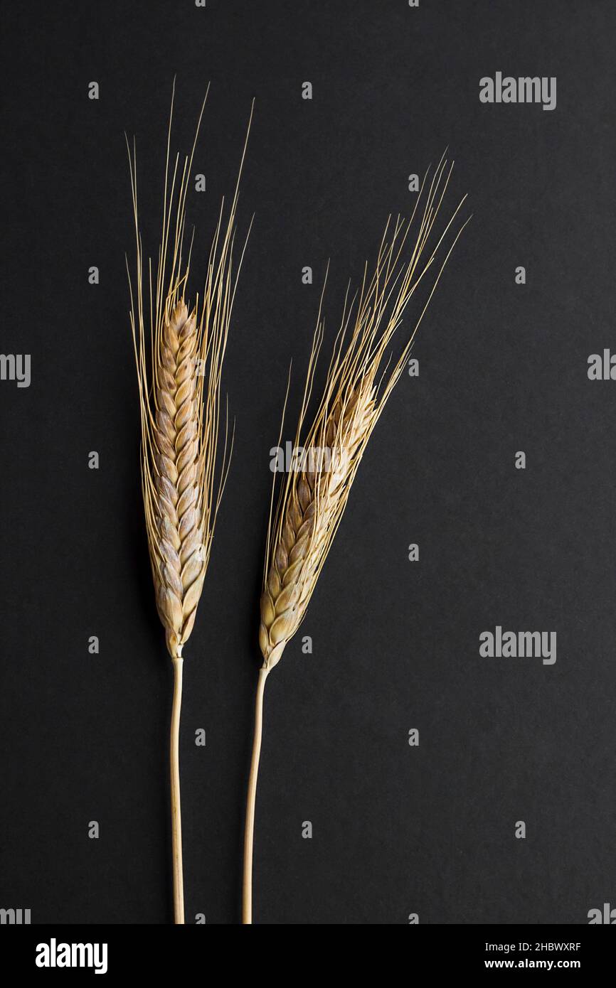 Two Barley heads on the black background,flat layout.Vertical images ...