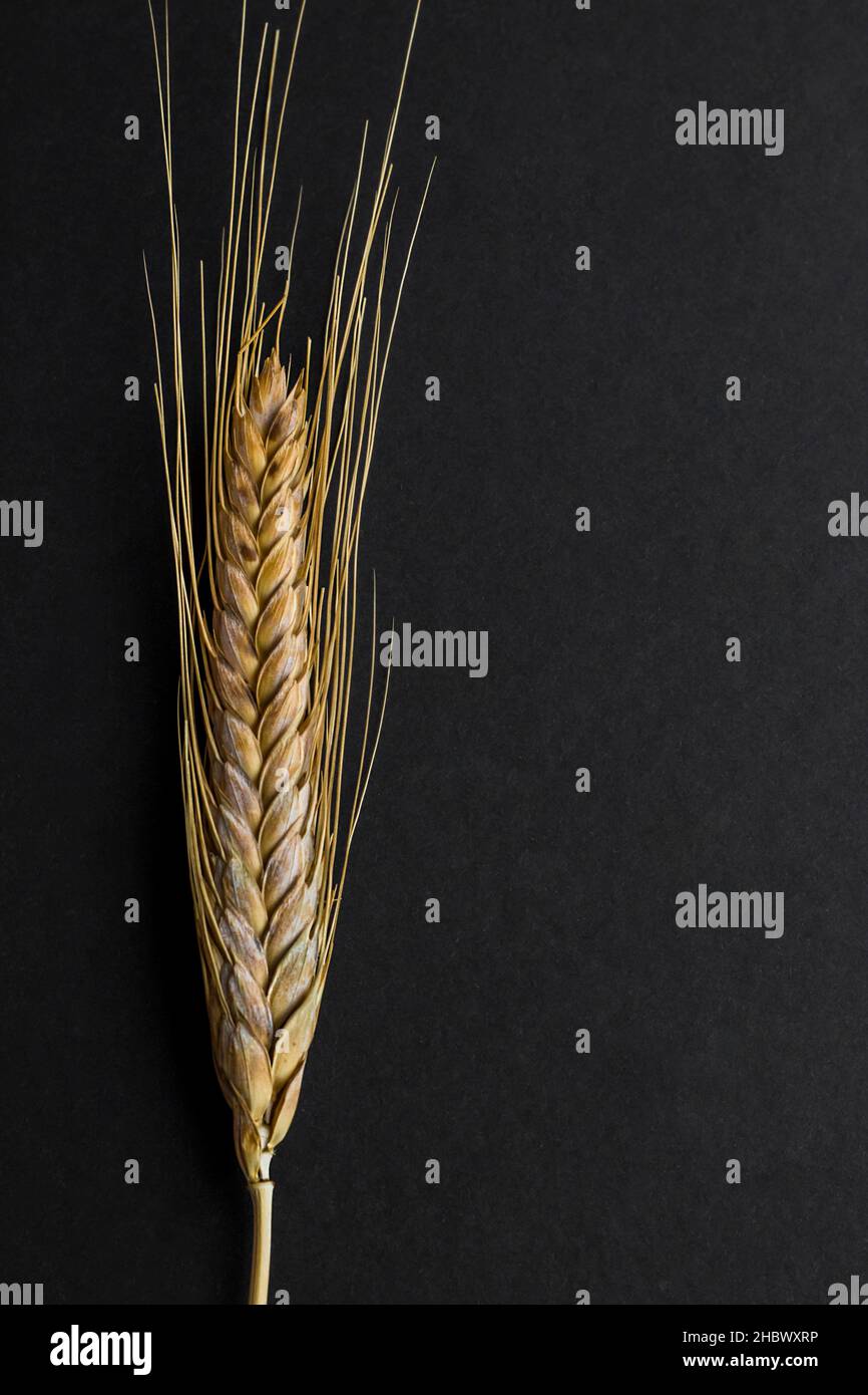 One barley head on the black background with copy space.Vertical image ...