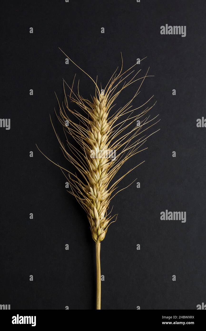 Abnormal one barley head on the black background,vertical image Stock ...
