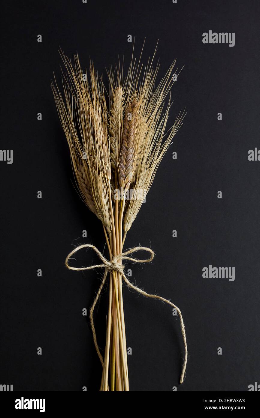 A natural dry bunch of barley tied,on the black background.Vertical ...