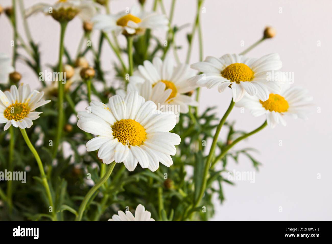 Close up taken of beautiful,fresh daisies on the white background Stock ...