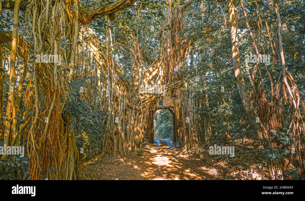 Roots of a Banyan Tree growing over an arch Stock Photo - Alamy