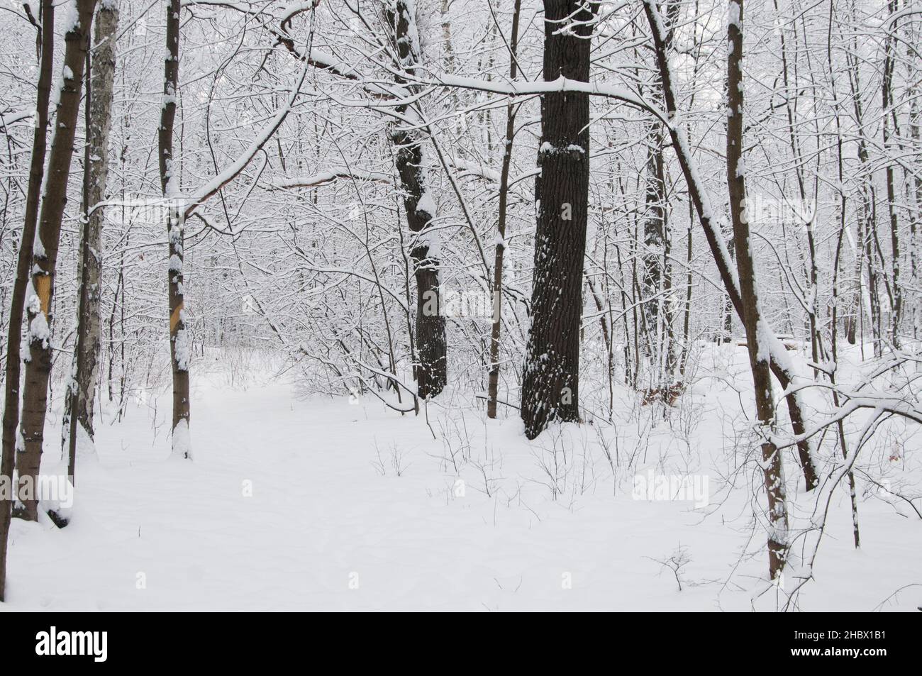 Winter landscape with a park after snowstorm. Sokolniki park, Moscow ...