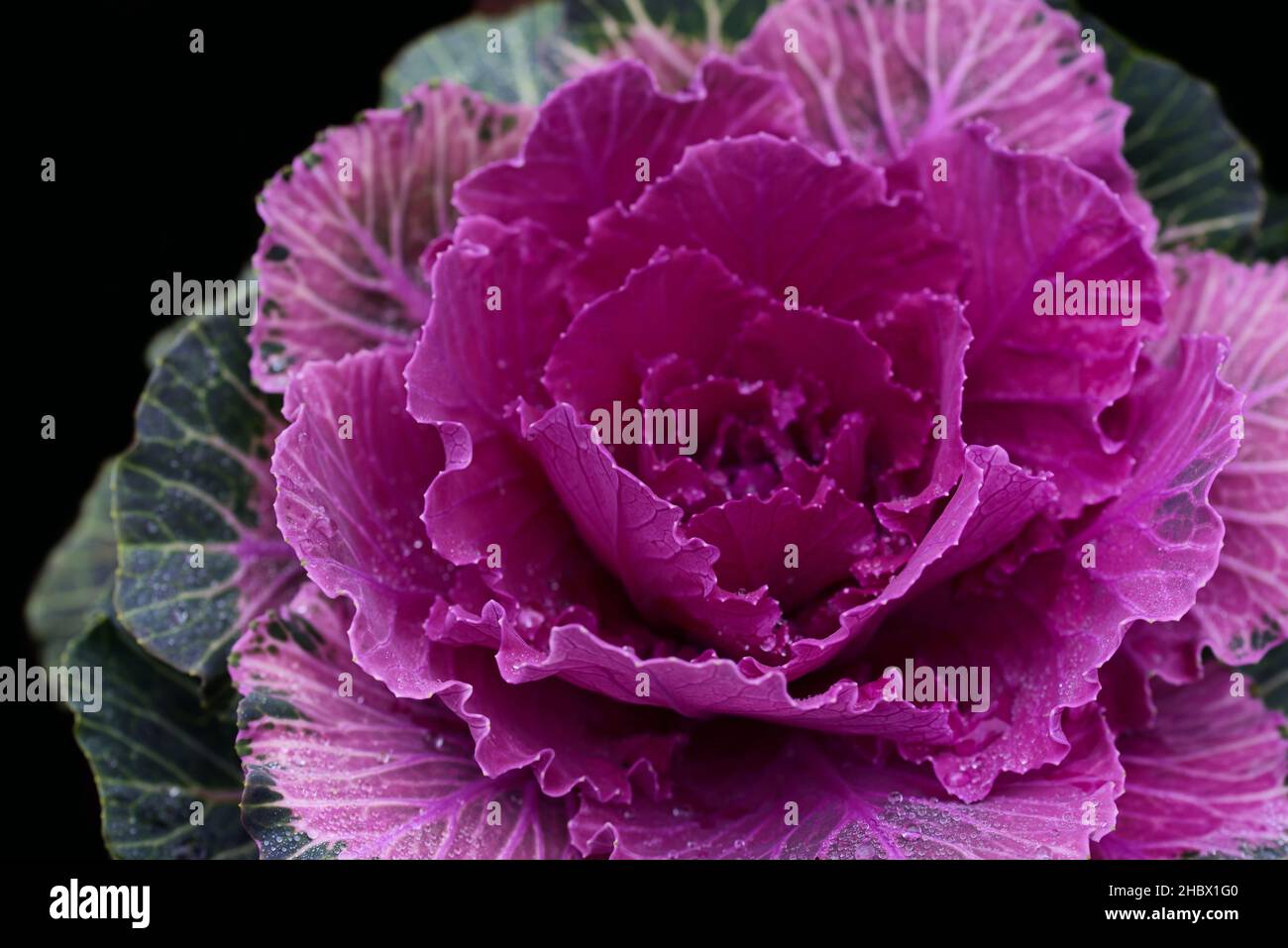 Ornamental cabbage winter hi-res stock photography and images - Alamy