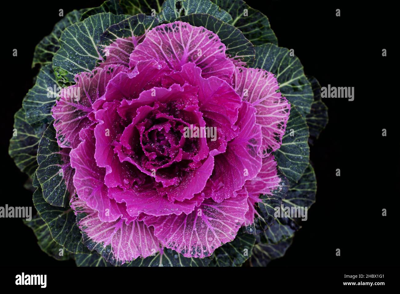 Ornamental cabbage winter hi-res stock photography and images - Alamy