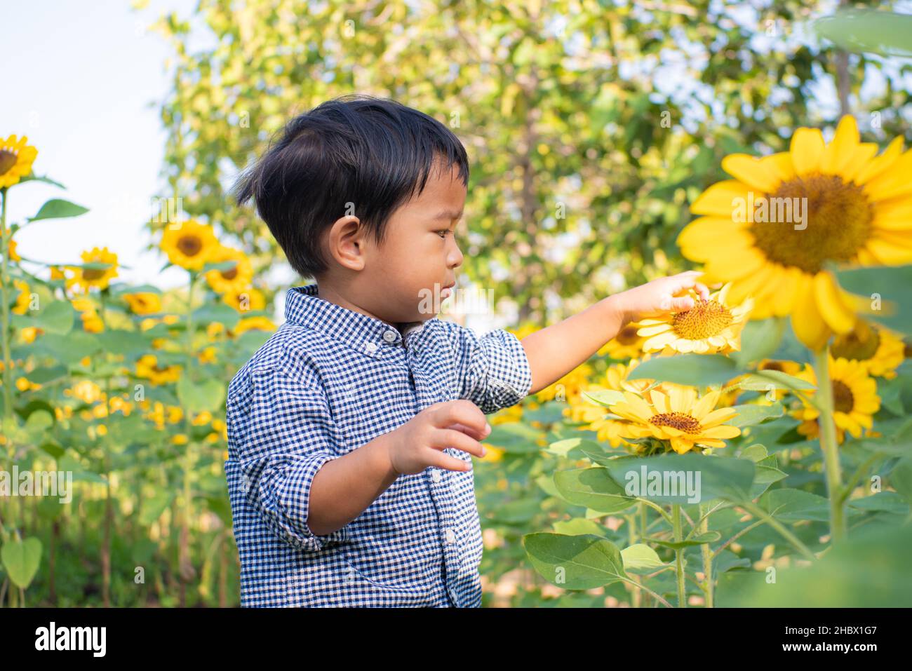 Portrait of adorable little asian kid boy on summer sunflower field ...