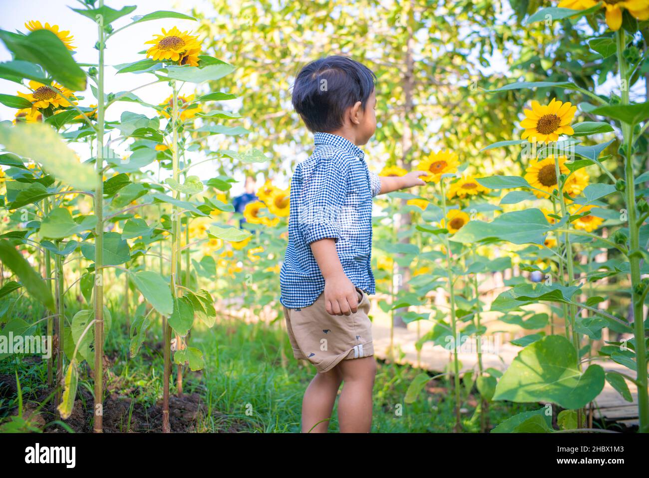 Portrait of adorable little asian kid boy on summer sunflower field ...