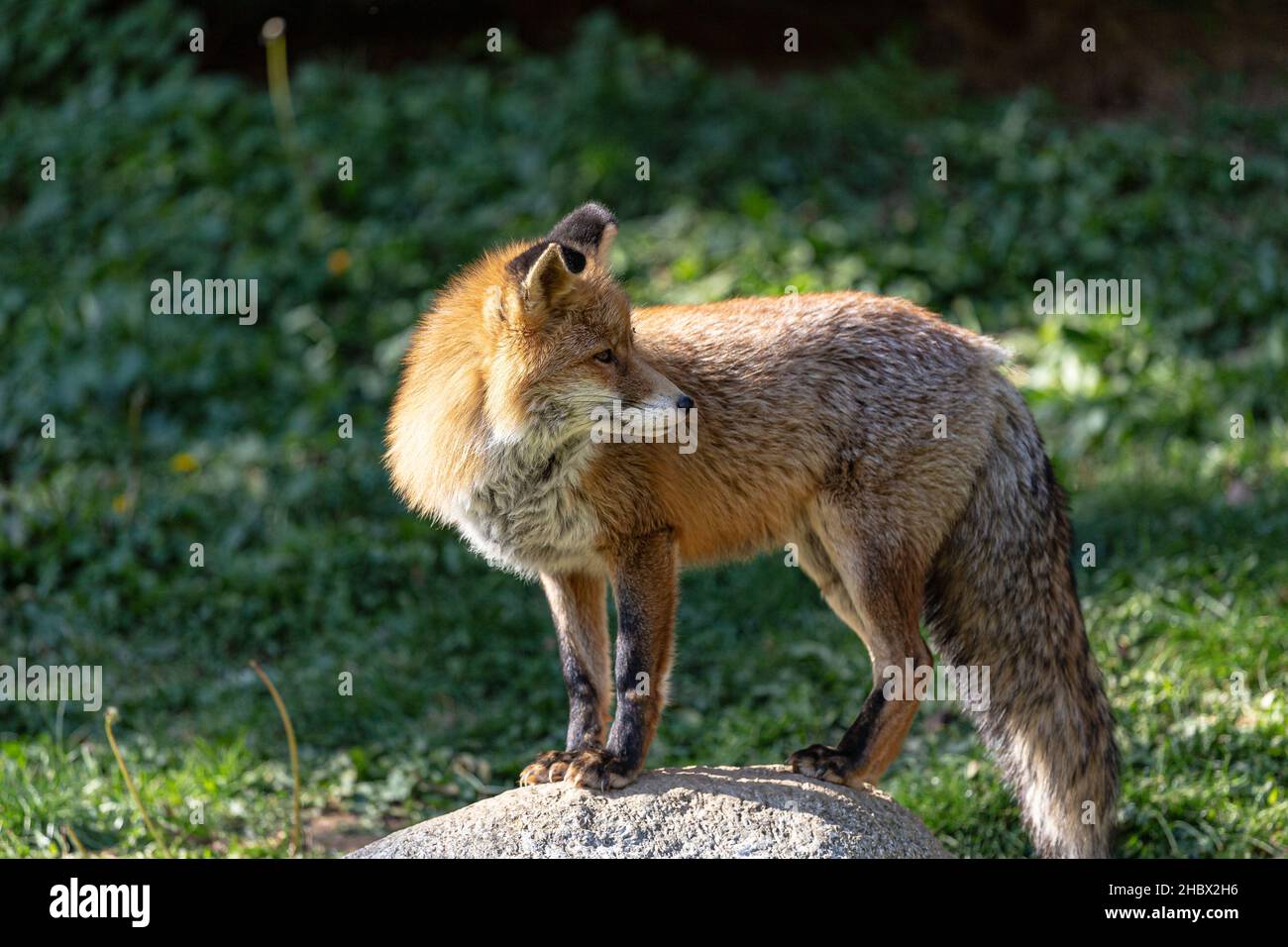 Red iberian fox portrait Stock Photo - Alamy