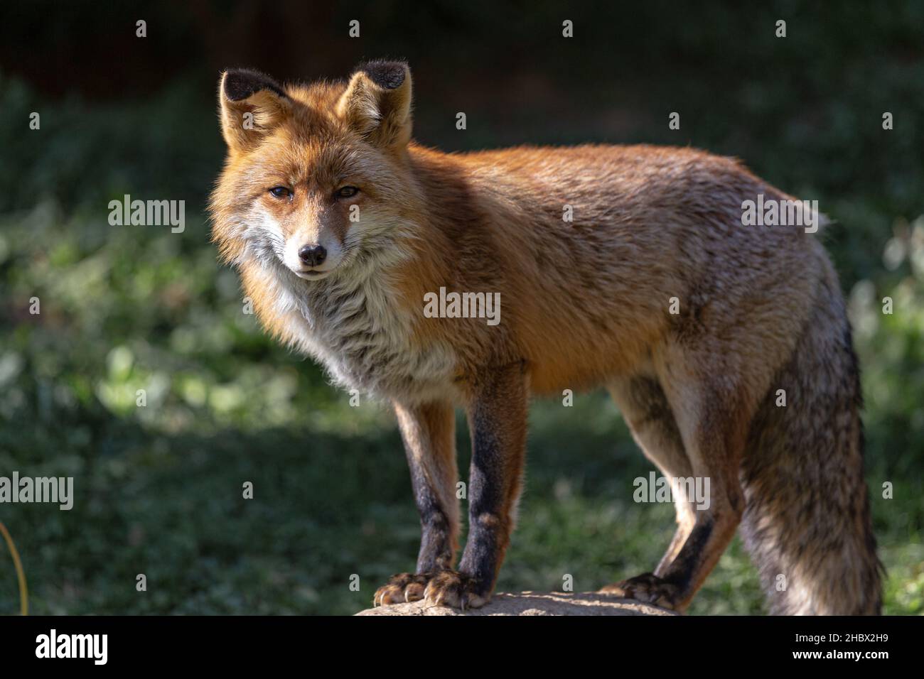 Red iberian fox portrait Stock Photo - Alamy