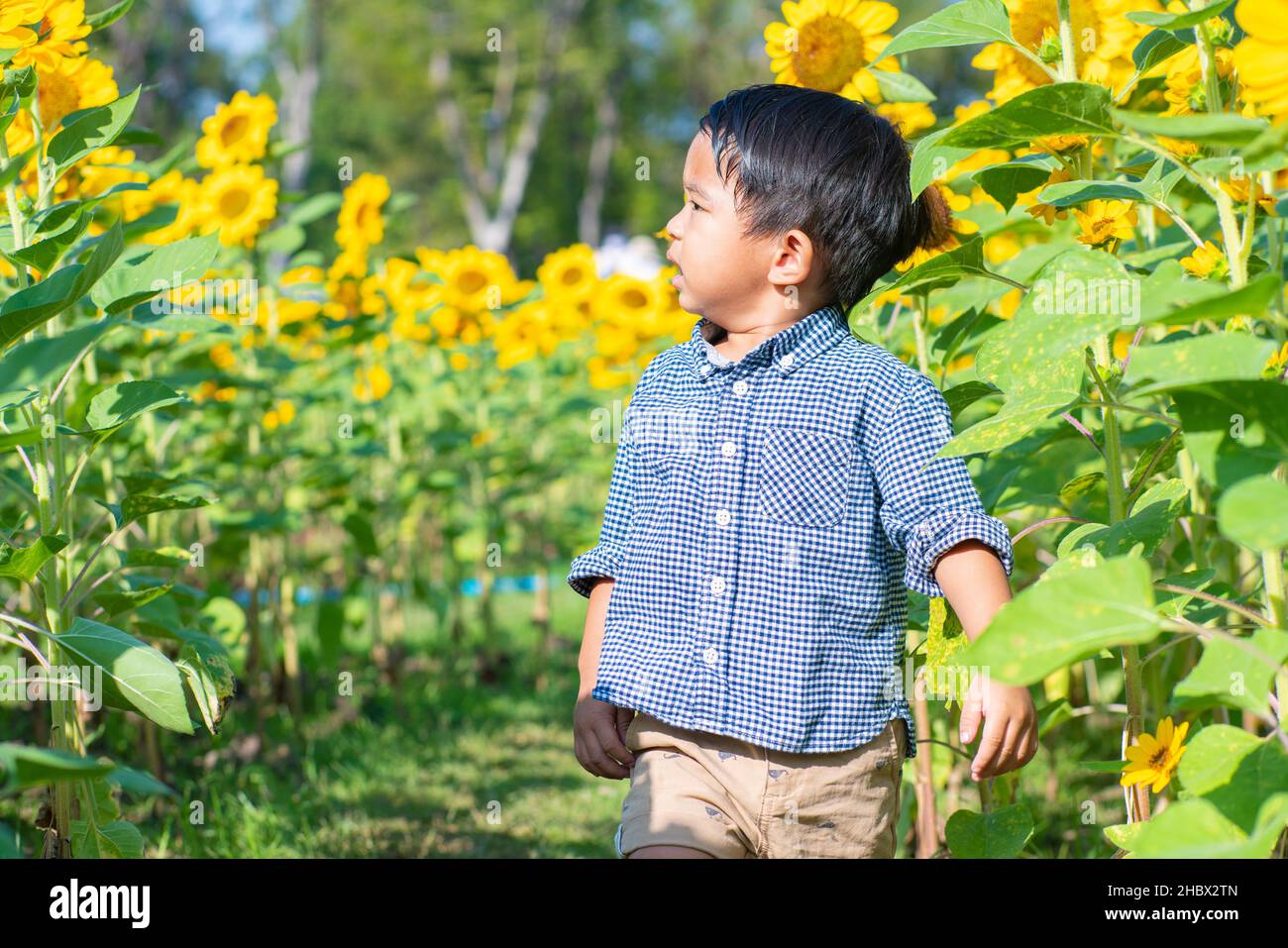 Portrait of adorable little asian kid boy on summer sunflower field ...