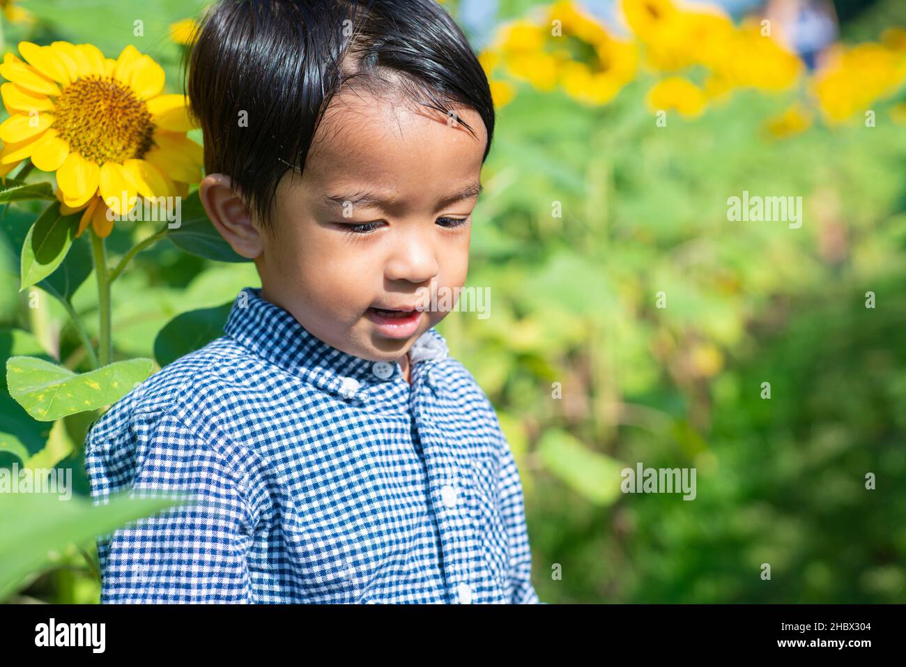 Portrait of adorable little asian kid boy on summer sunflower field ...