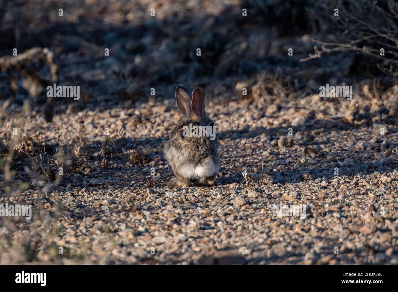 A Mountain Cottontail in Saguaro National Park, Arizona Stock Photo - Alamy