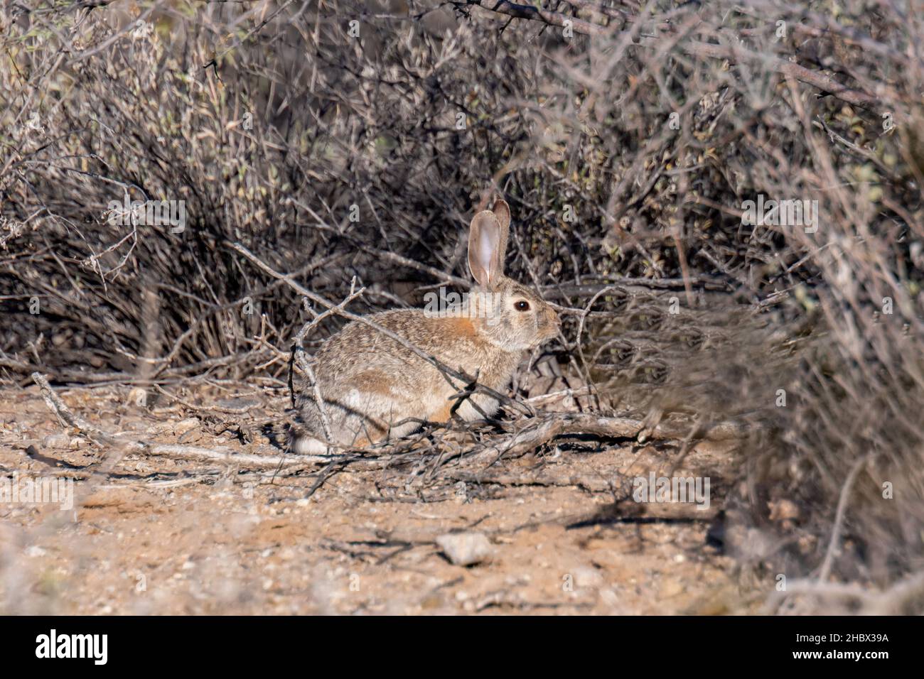 Mountain cottontail rabbit hi-res stock photography and images - Alamy