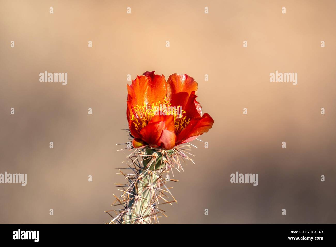 Small flowering saguaro cactus hi-res stock photography and images - Alamy