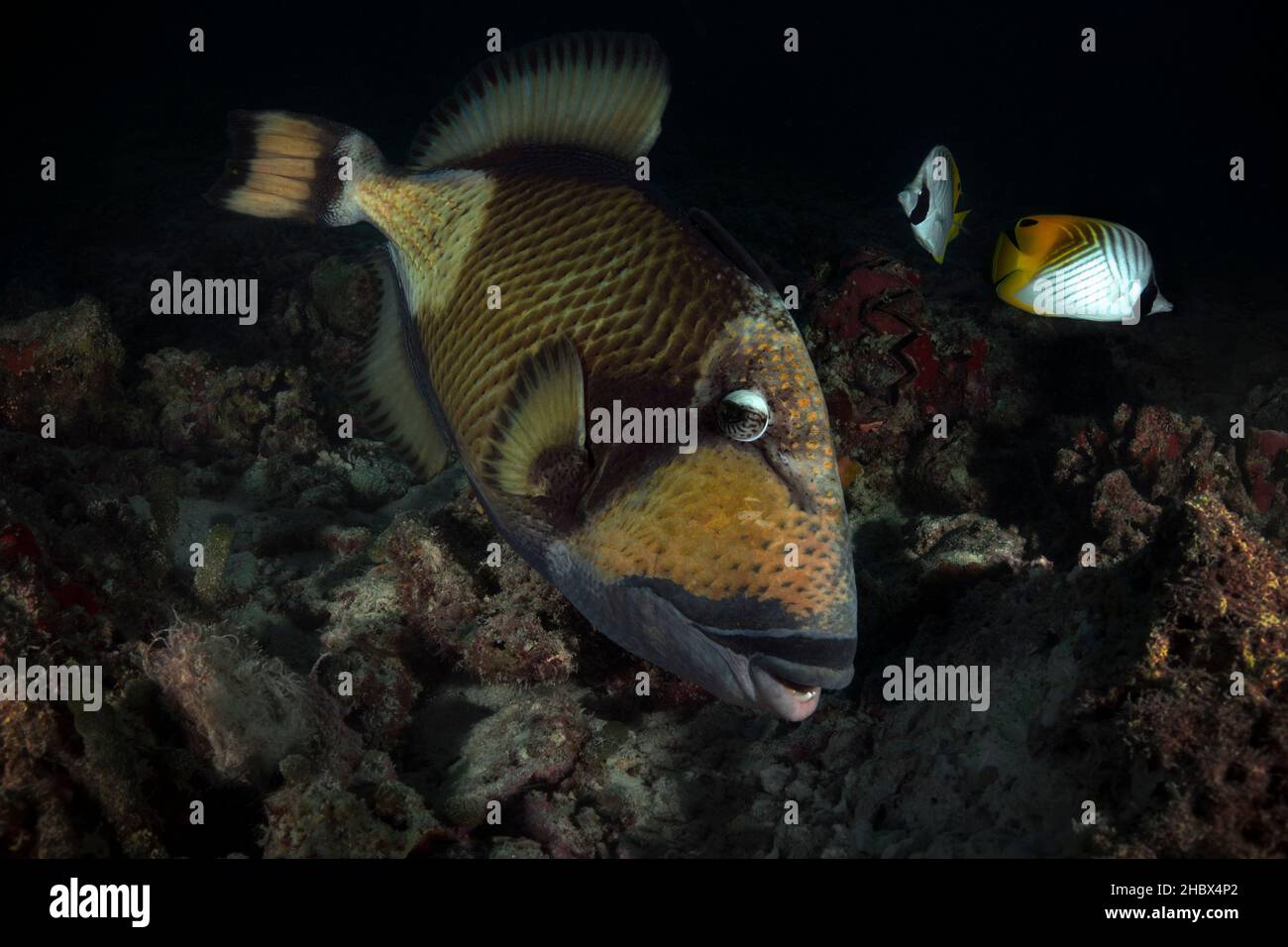 Titan Triggerfish (Balistoides viridescens). Underwater world of coral reef near Makadi Bay ...