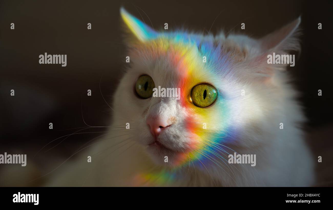 White fluffy cat with a rainbow of light on its face Stock Photo - Alamy