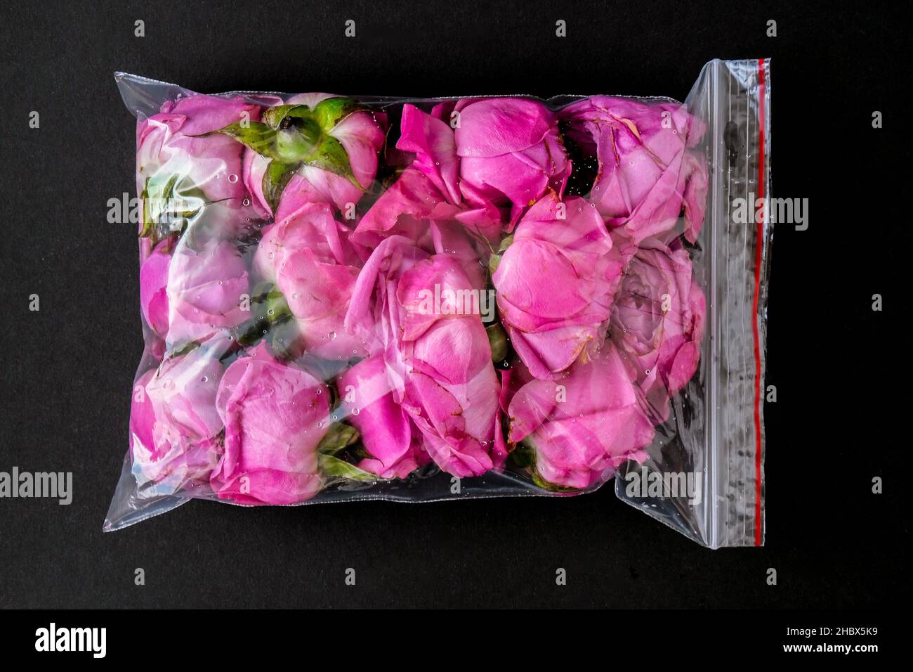 Environmental pollution concept. Flower in a plastic bag. Danger ...