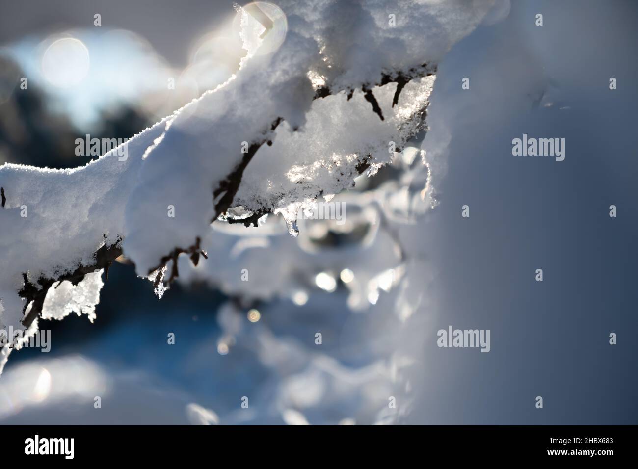 Snow tree icicle. Winter natural background. The bright sun highlights ...