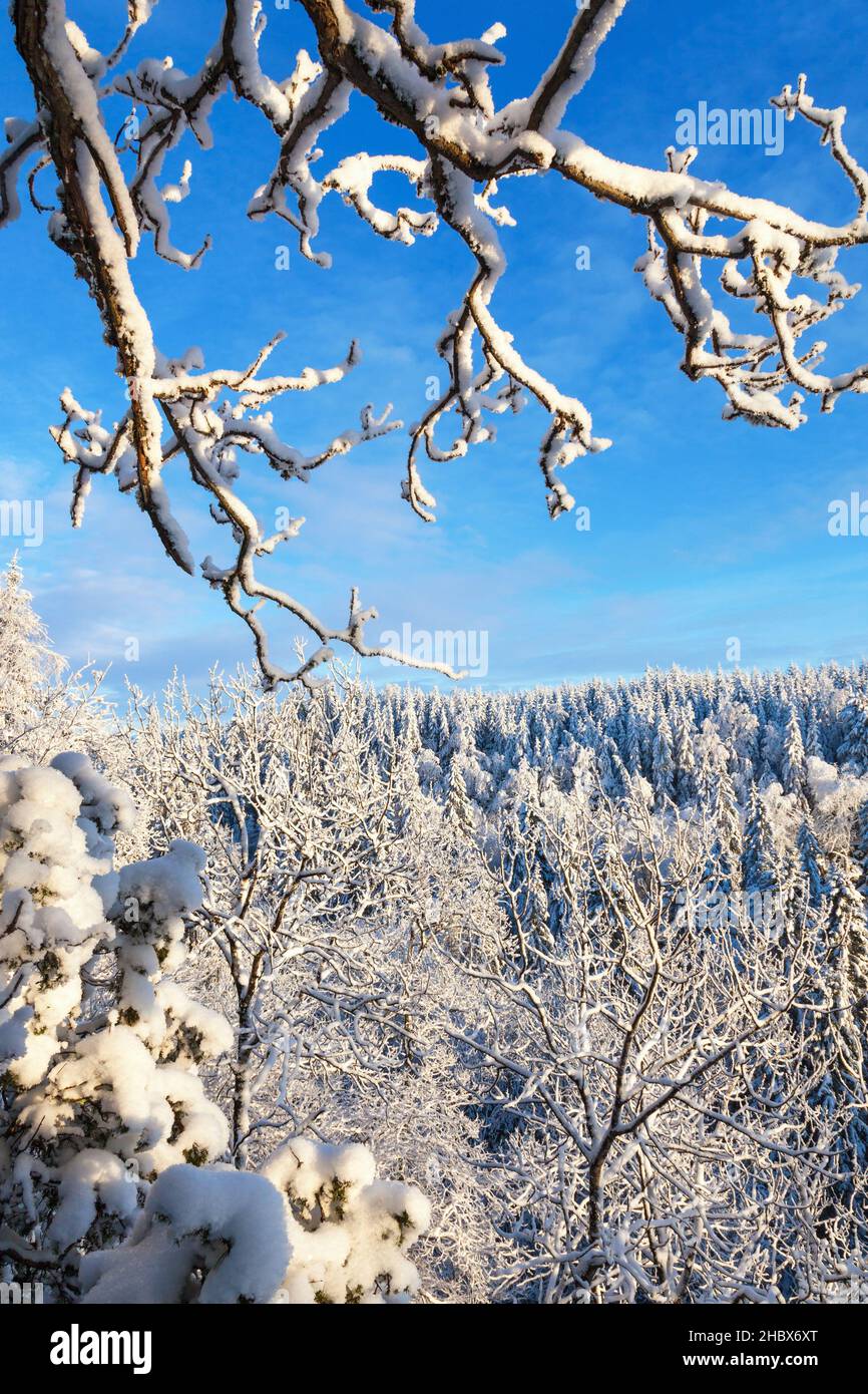 Winter forest landscape with snow Stock Photo - Alamy
