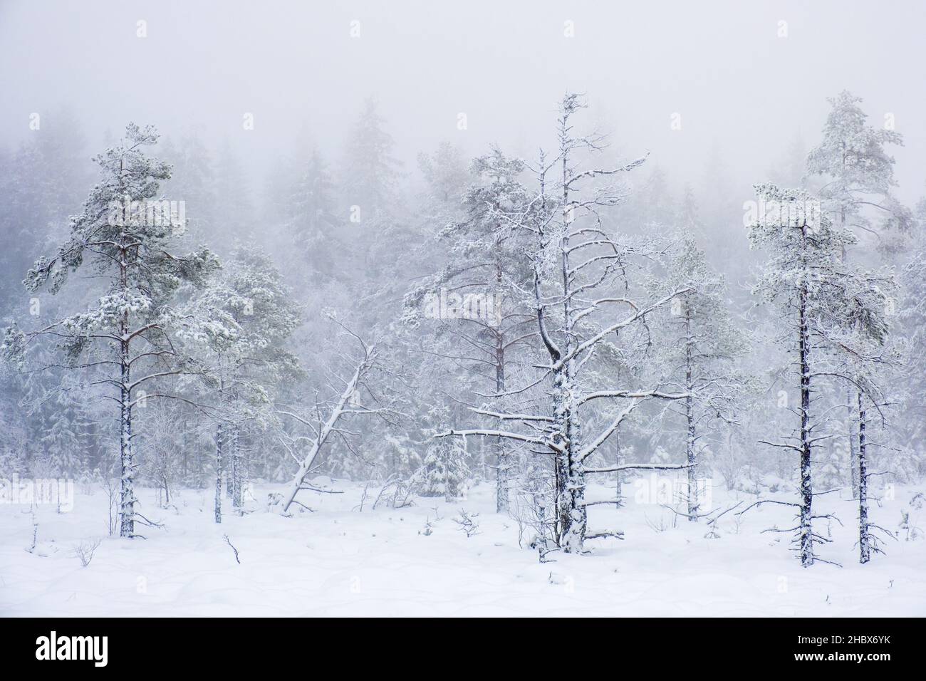 Snowy bog with frozen trees in mist Stock Photo - Alamy