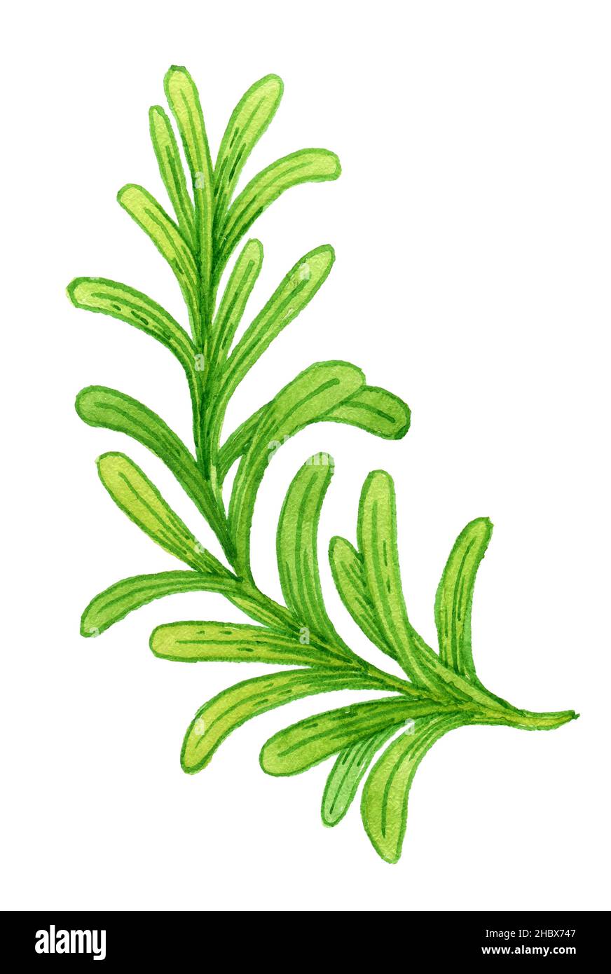 Evergreen Leaves Clipart