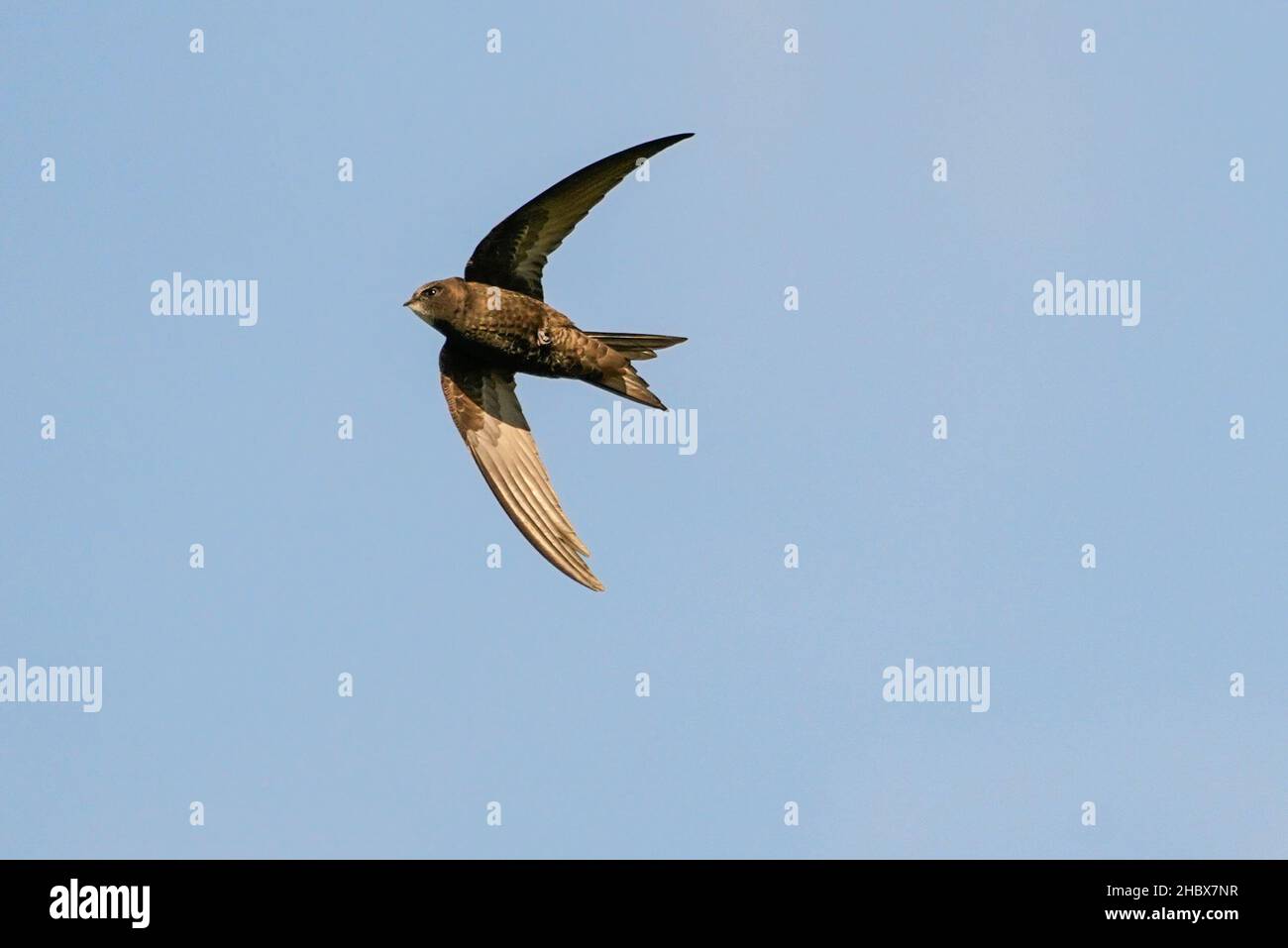 Swift in flight Stock Photo - Alamy