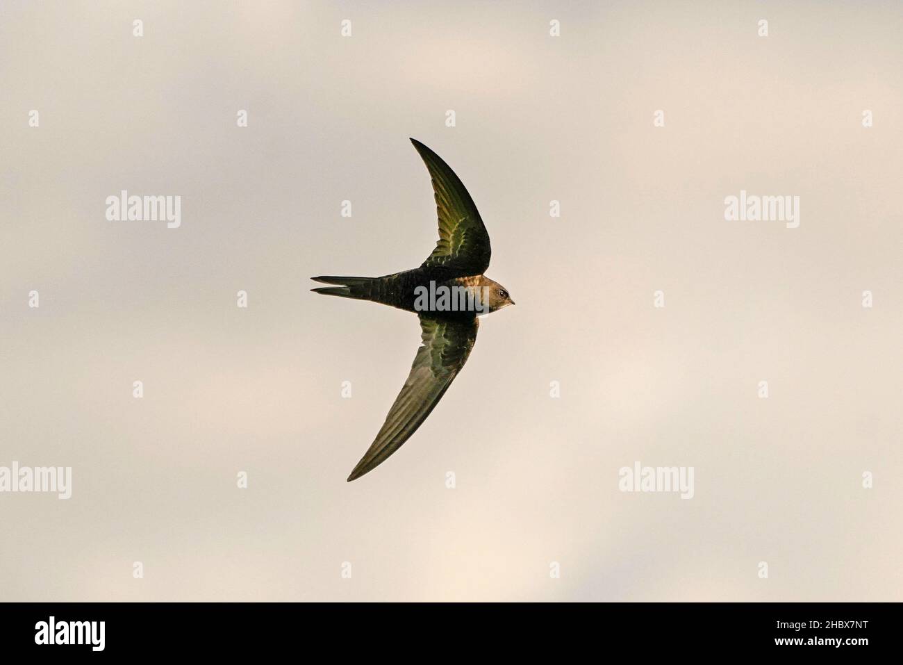 Swift in flight Stock Photo - Alamy