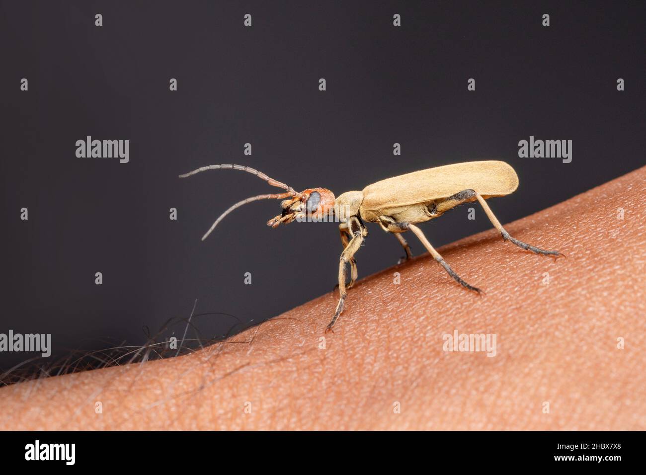 Side view of Blister beetle, Epicauta indicus, Satara, Maharashtra ...