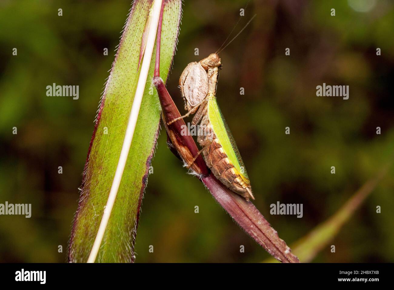 Mantis praying mantis nobody hi-res stock photography and images - Alamy